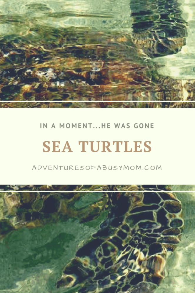 In a Moment…He Was Gone: Sea Turtles – Adventures of a Busy Mom